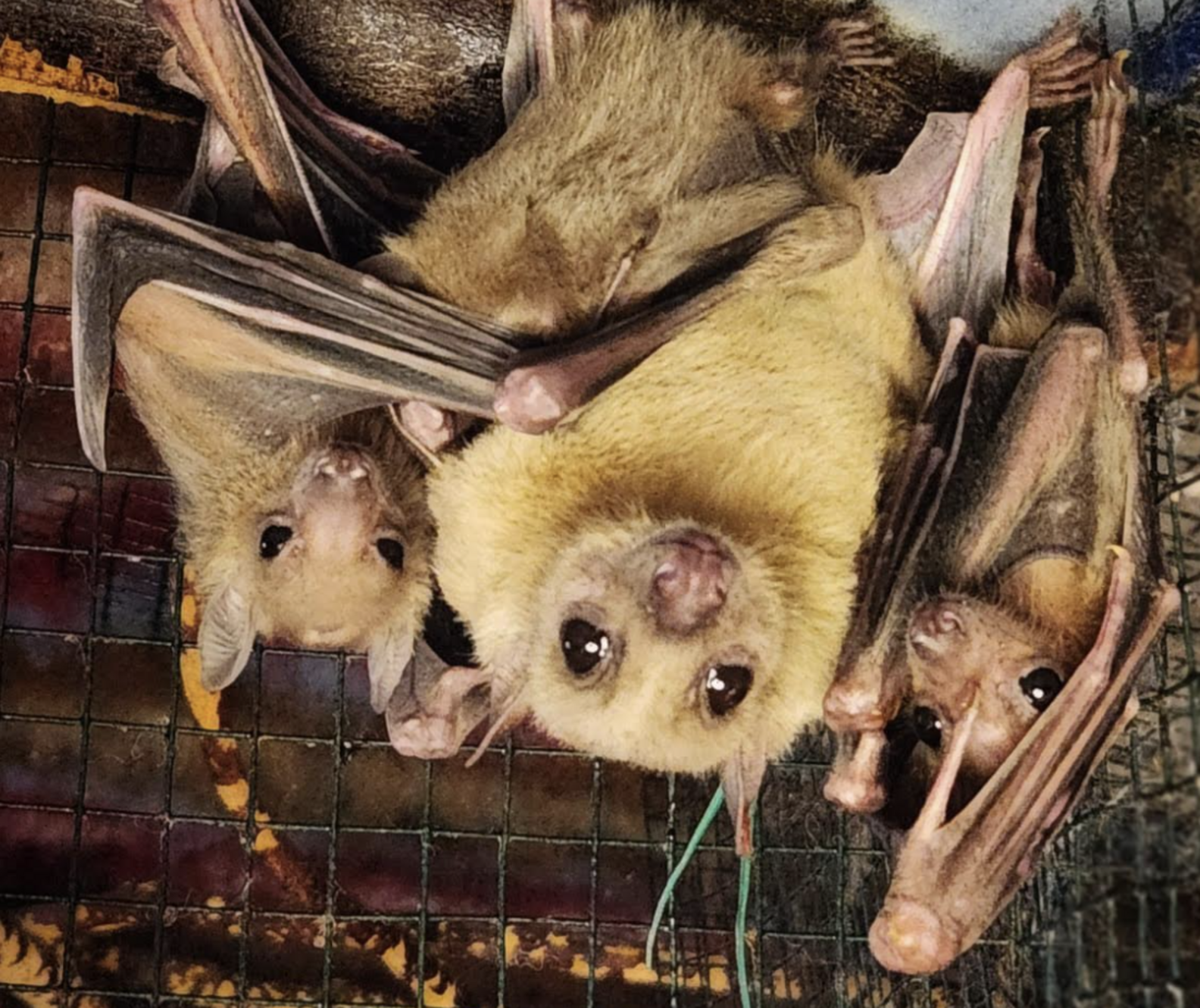 Family Hears ‘Scratching’ In Vase And Finds Mom And Baby Who Fell From ...