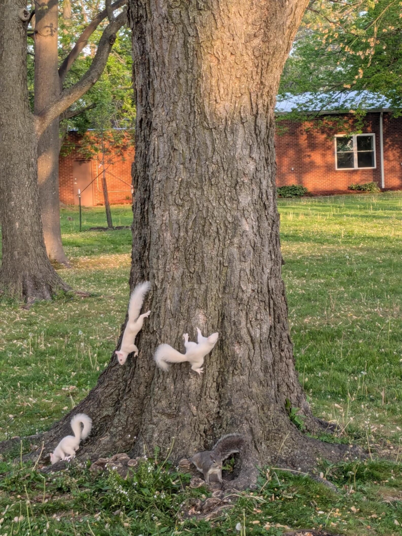 Guy Photographs 3 Squirrels On A Tree — Then Realizes There Are ...