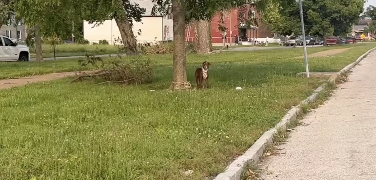 Dog Tied To Tree Can't Stop Wagging Tail When He Sees Someone Coming ...