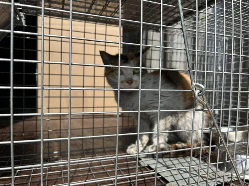 Tiny Kitten Survives Weeks in Shipping Container From China - Animal ...
