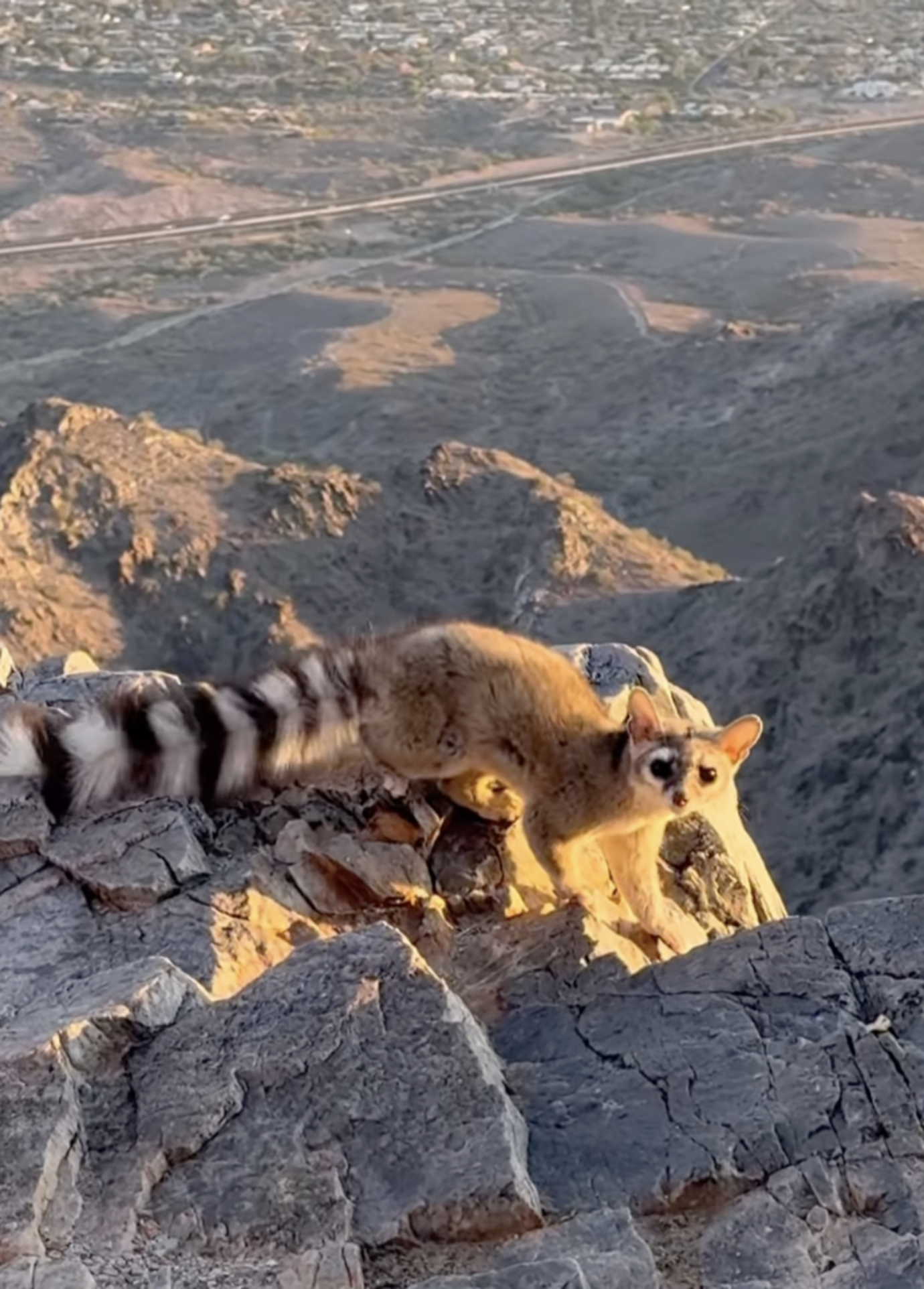 Hiker Holds Breath During Unforgettable Encounter With Rarely-Seen ...