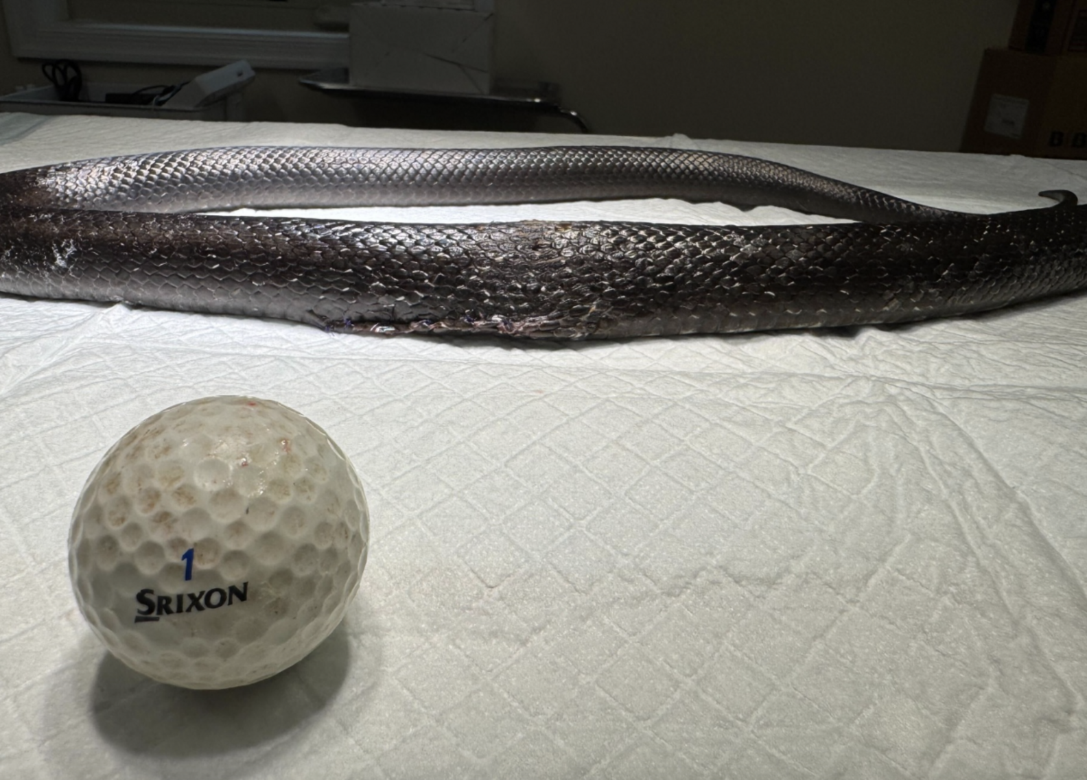 Vets Operate To Remove 'Egg' From Snake — And Find Something Else ...