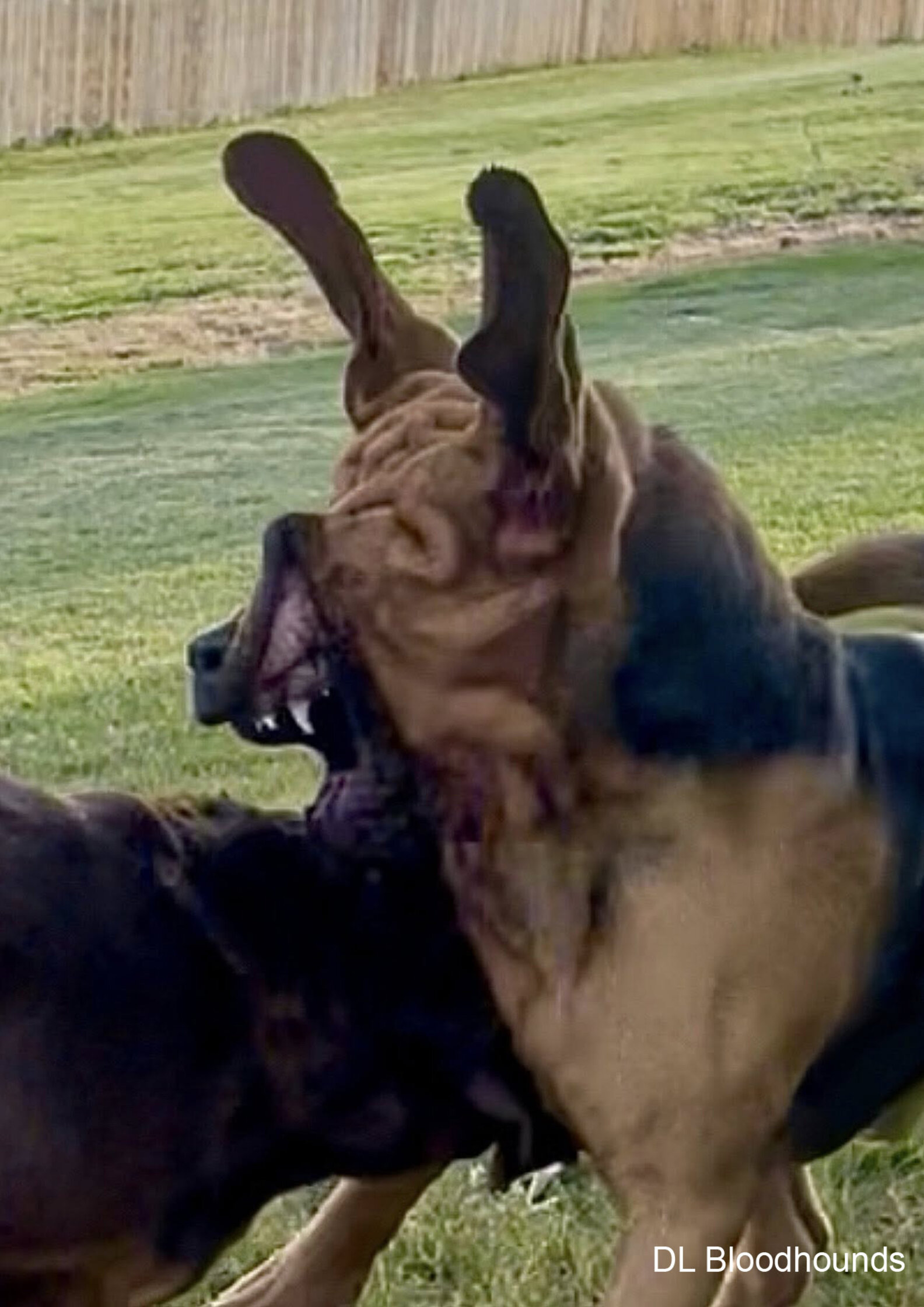 Photos Show Dog's Uncanny Transformation Into A 'Crazy Squish Monster ...