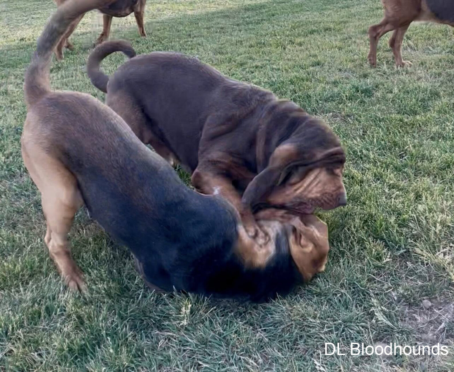 Photos Show Dog's Uncanny Transformation Into A 'Crazy Squish Monster ...