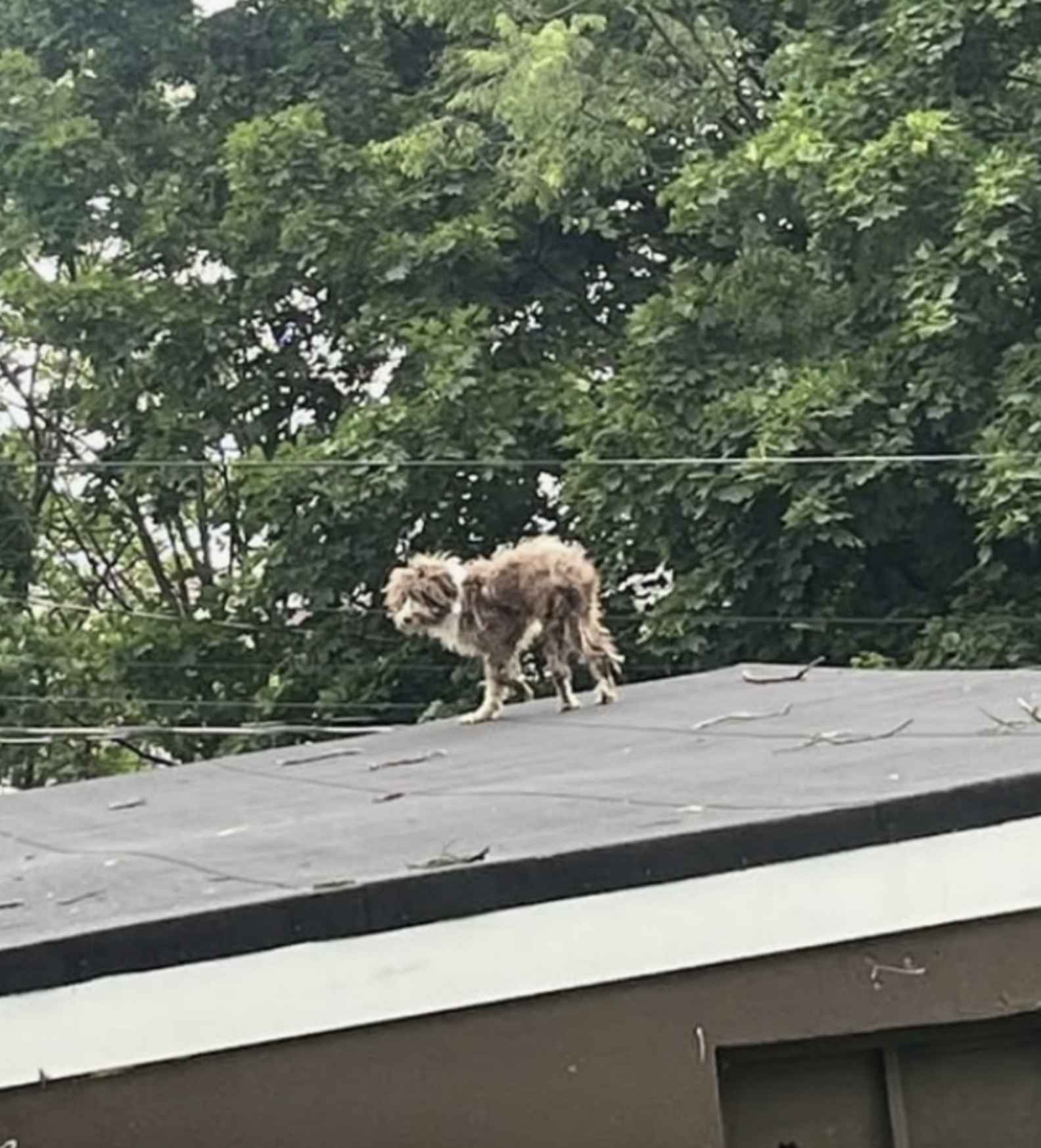 Neighbor Sees Strange Animal On Rooftop — Then Realizes It's A Puppy ...