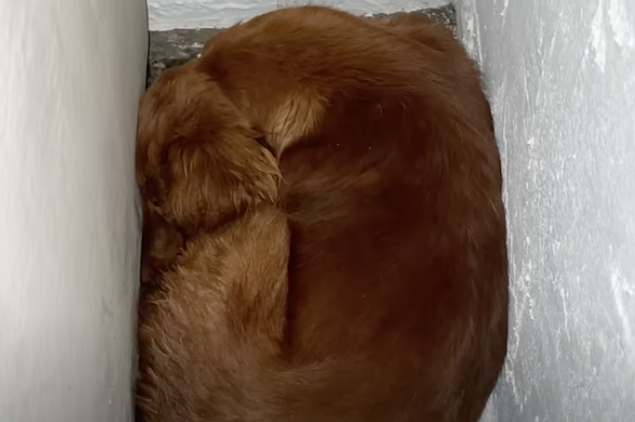 'Broken' Dog Wouldn't Go Outside — Then She Met Her Forever Siblings ...