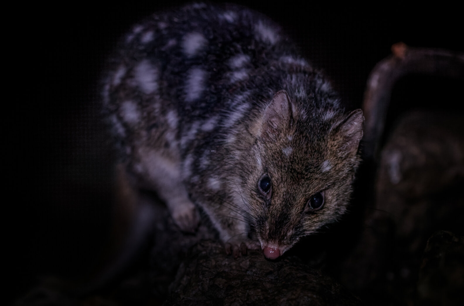 Wildlife Photographer Blown Away By Rare Marsupial's Fur Glowing In The ...