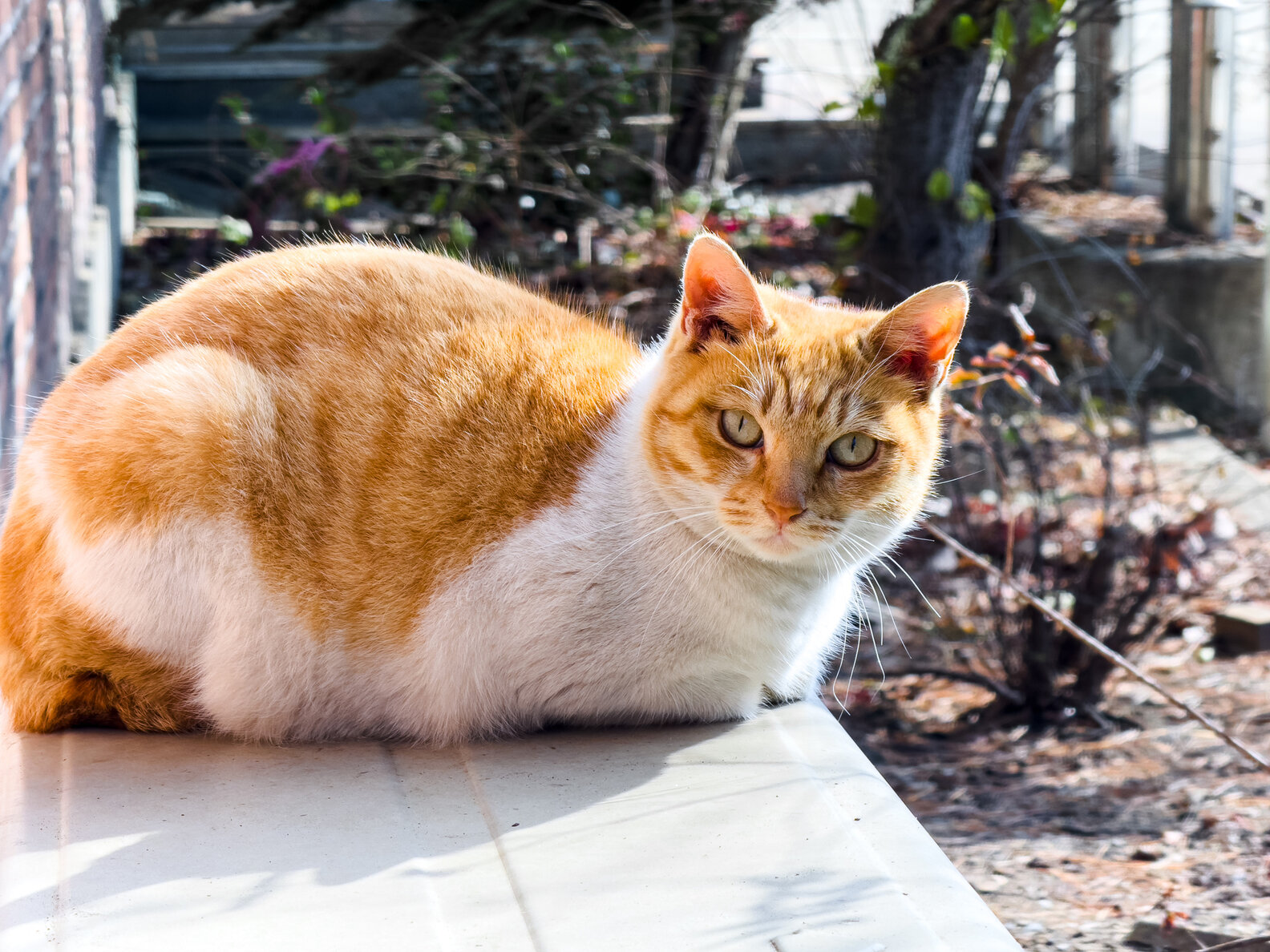 Guy Sees Cat Acting Strangely On Street — And Realizes He's Asking For ...
