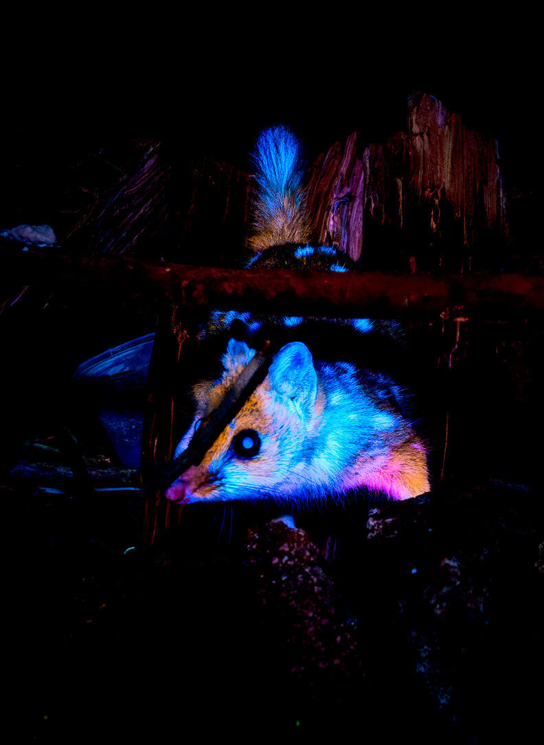 Wildlife Photographer Blown Away By Rare Marsupial's Fur Glowing In The ...