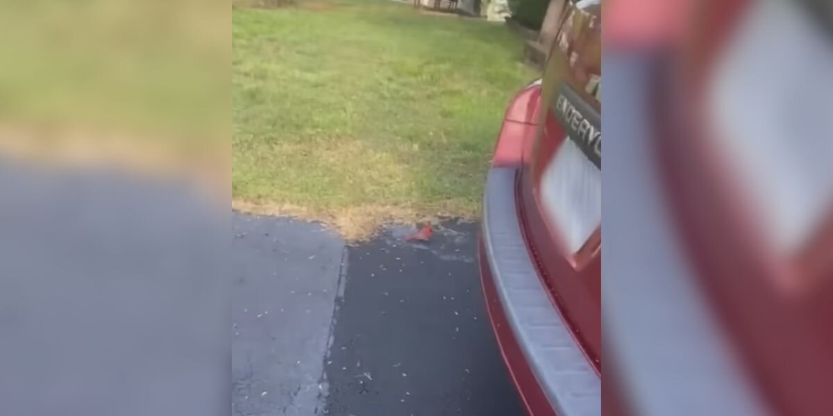 Woman Helps An Injured Bird Heal — And Gasps When He Says Thank You ...