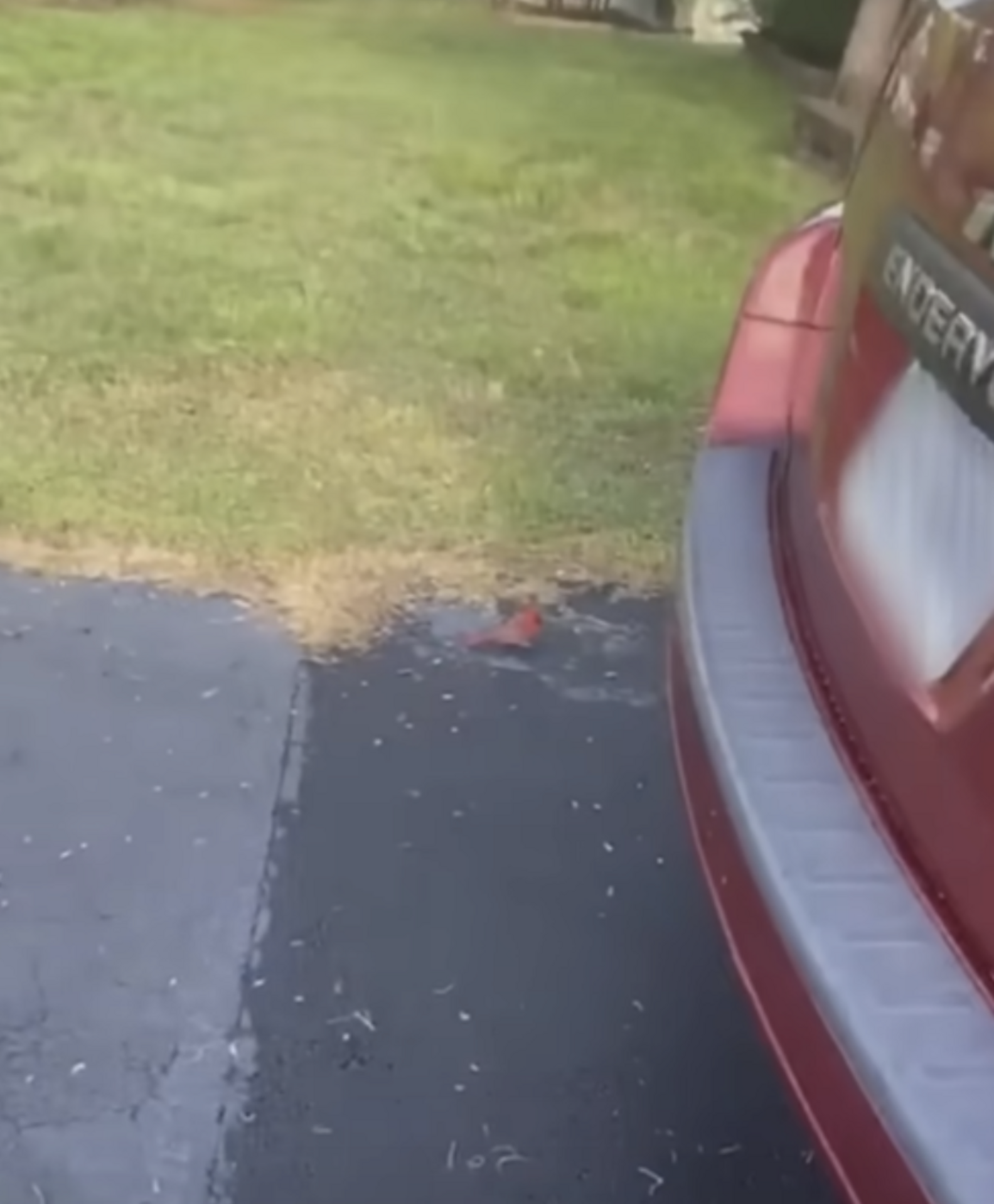 Woman Helps An Injured Bird Heal — And Gasps When He Says Thank You ...