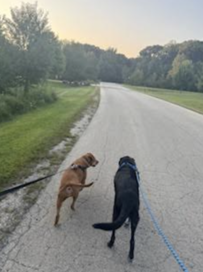 Baby Trapped In Mud Locks Eyes With Dog Walking By — And Finds Her Hero ...