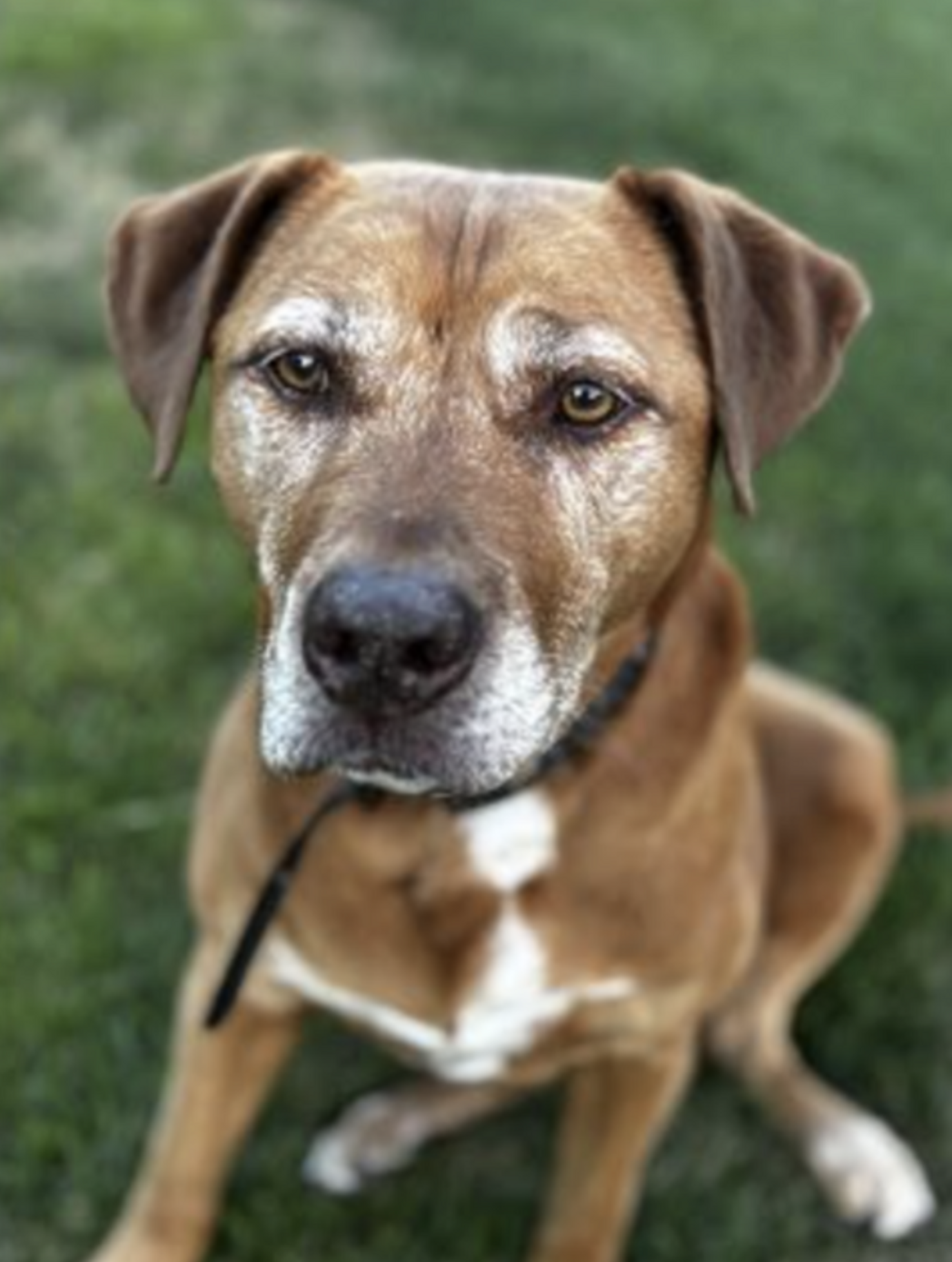 Baby Trapped In Mud Locks Eyes With Dog Walking By — And Finds Her Hero ...