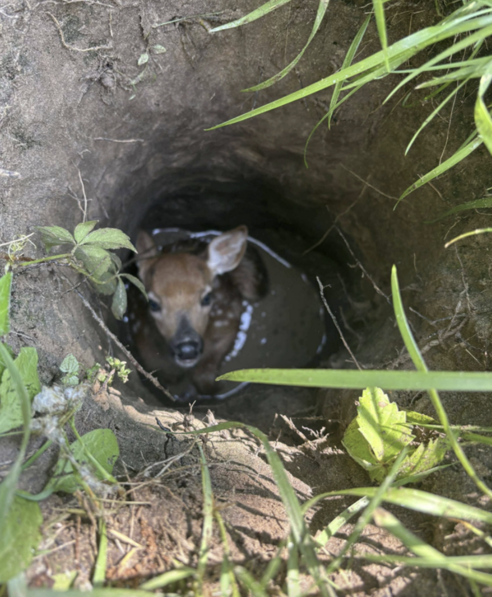 Baby Trapped In Mud Locks Eyes With Dog Walking By — And Finds Her Hero ...