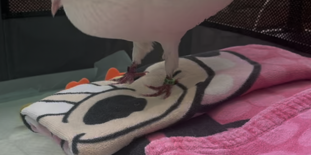 WATCH: Remarkable White Bird Walks Into A Restaurant And Boldy Asks For ...