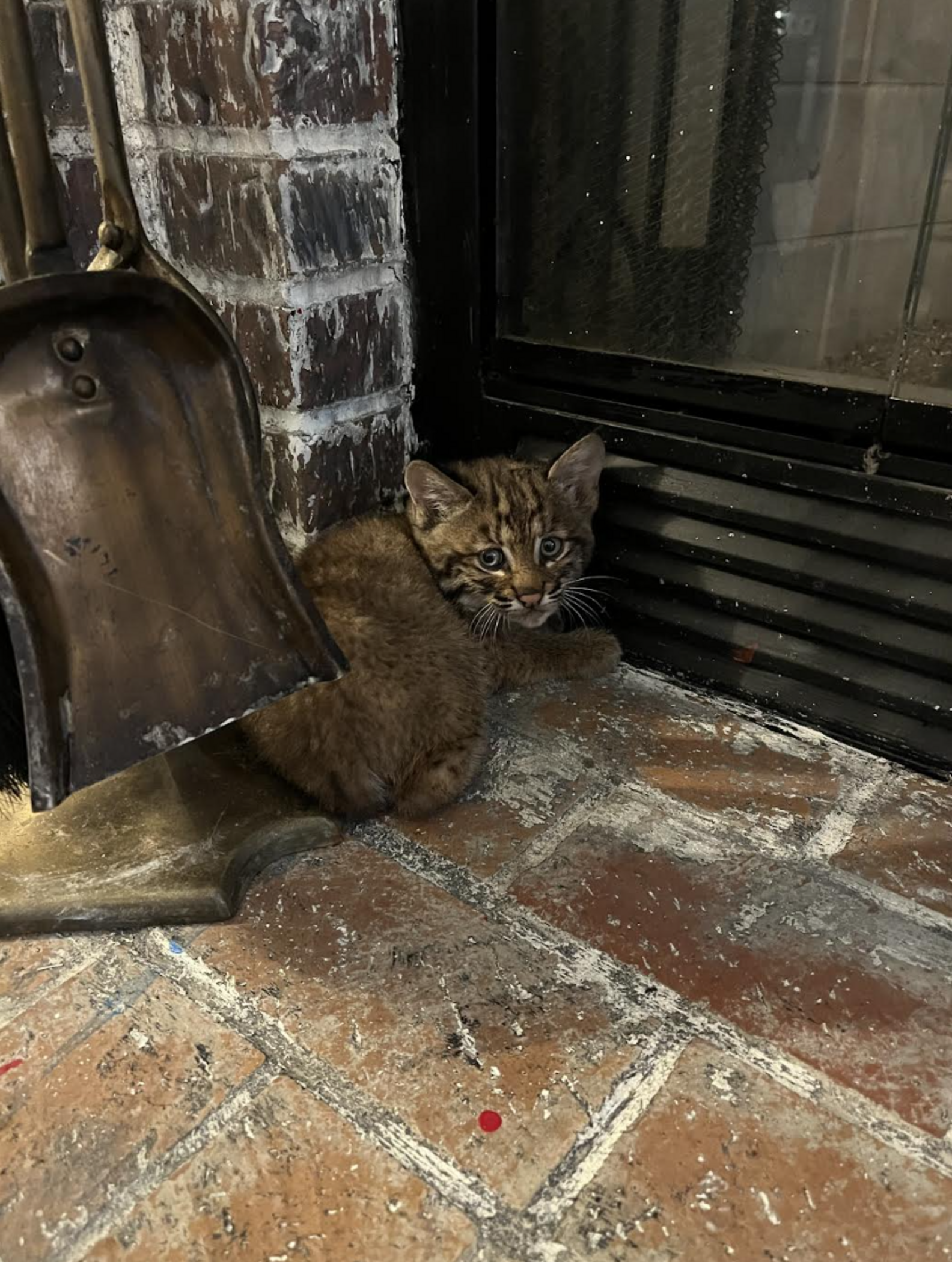 'Kitten' Hiding In Home During Storm Turns Out To Be Someone Unexpected ...