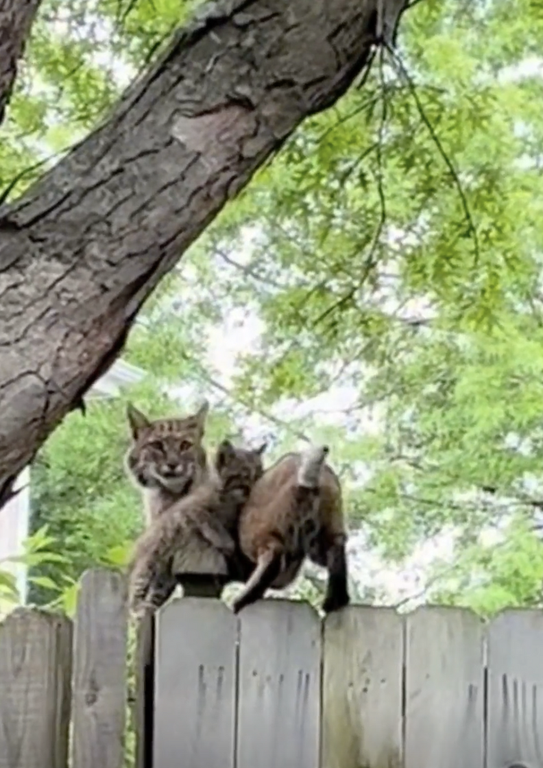 'Kitten' Hiding In Home During Storm Turns Out To Be Someone Unexpected ...