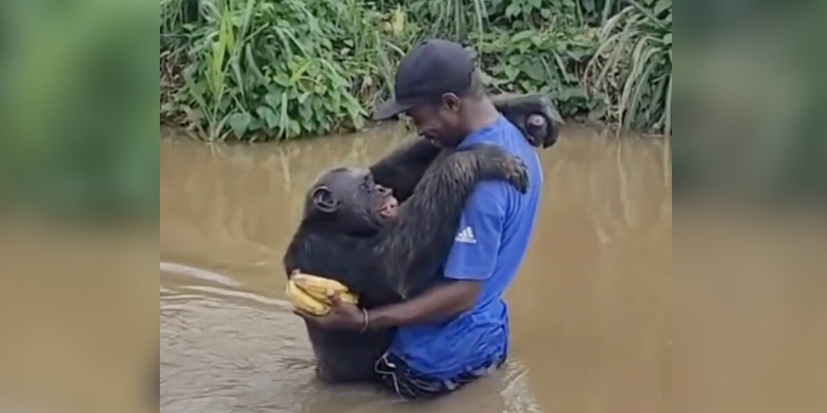 Rescued Chimp Reunites With Man Who Saved His Life And Gives The ...