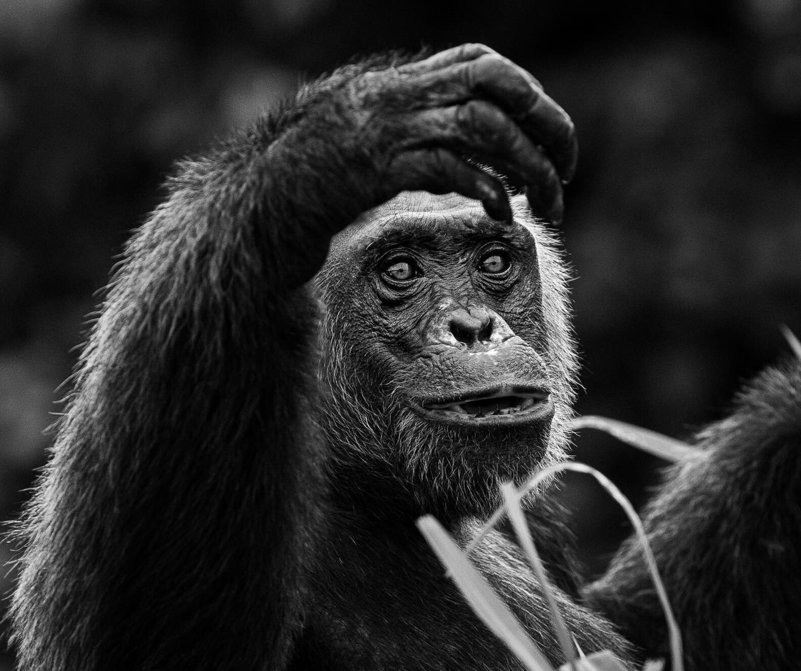 Rescued Chimp Reunites With Man Who Saved His Life And Gives The ...