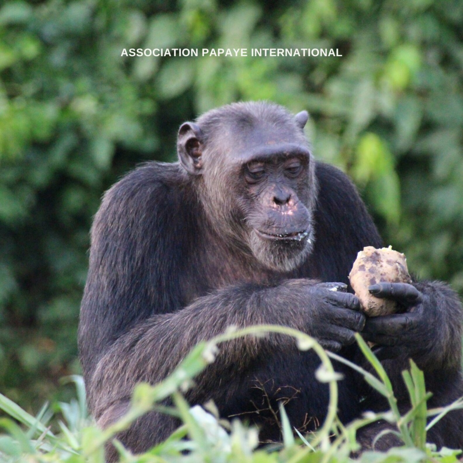 Rescued Chimp Reunites With Man Who Saved His Life And Gives The ...