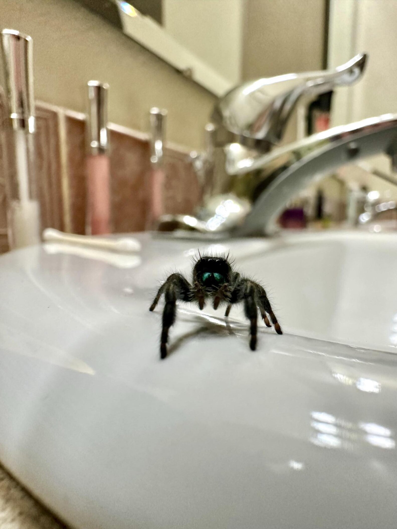 Woman Forms Magical Friendship With A Tiny Spider Living In Her ...