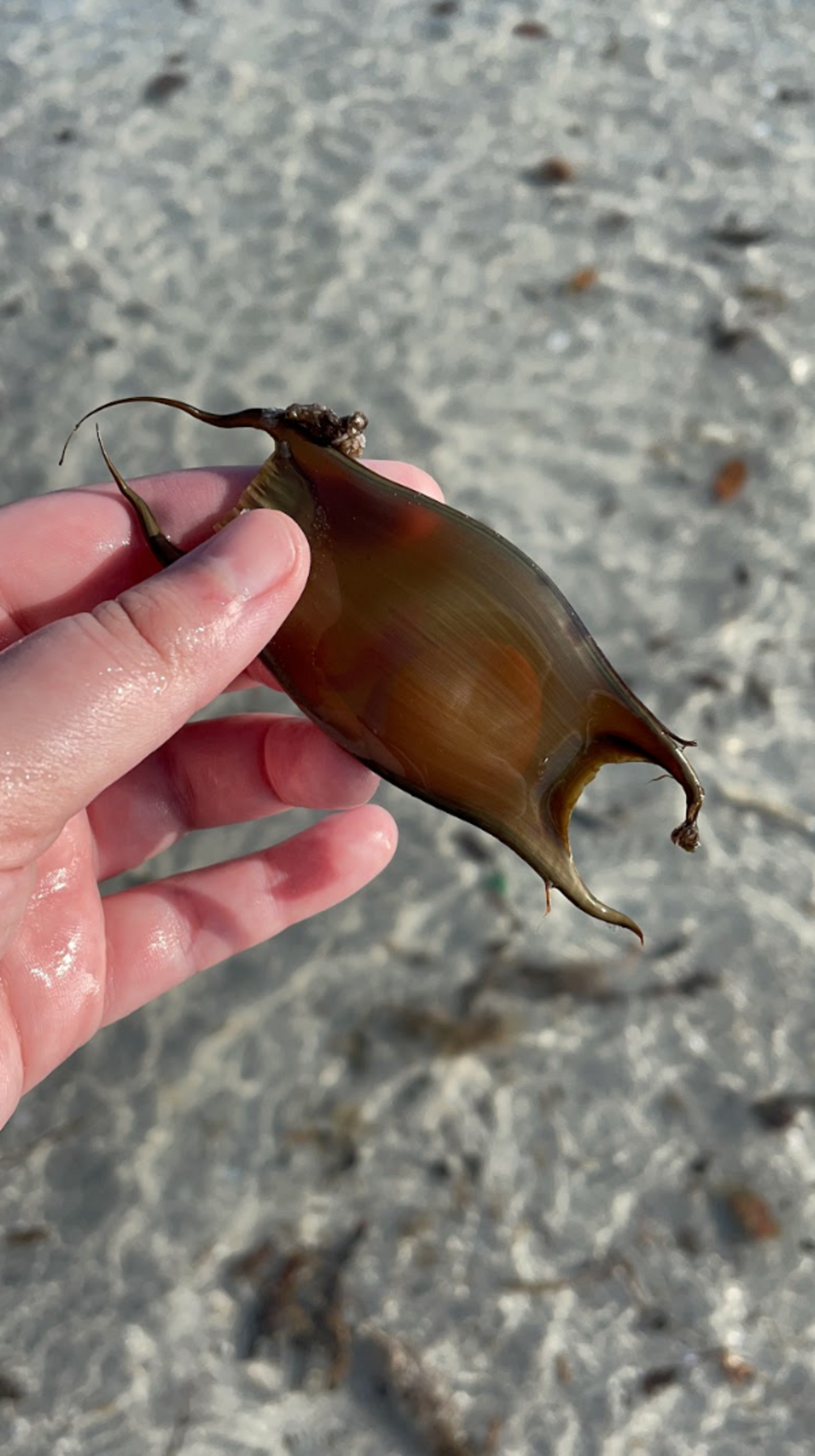 Woman Picks Up A 'Mermaid's Purse' On Beach — Then A Tiny Face Pops Out ...