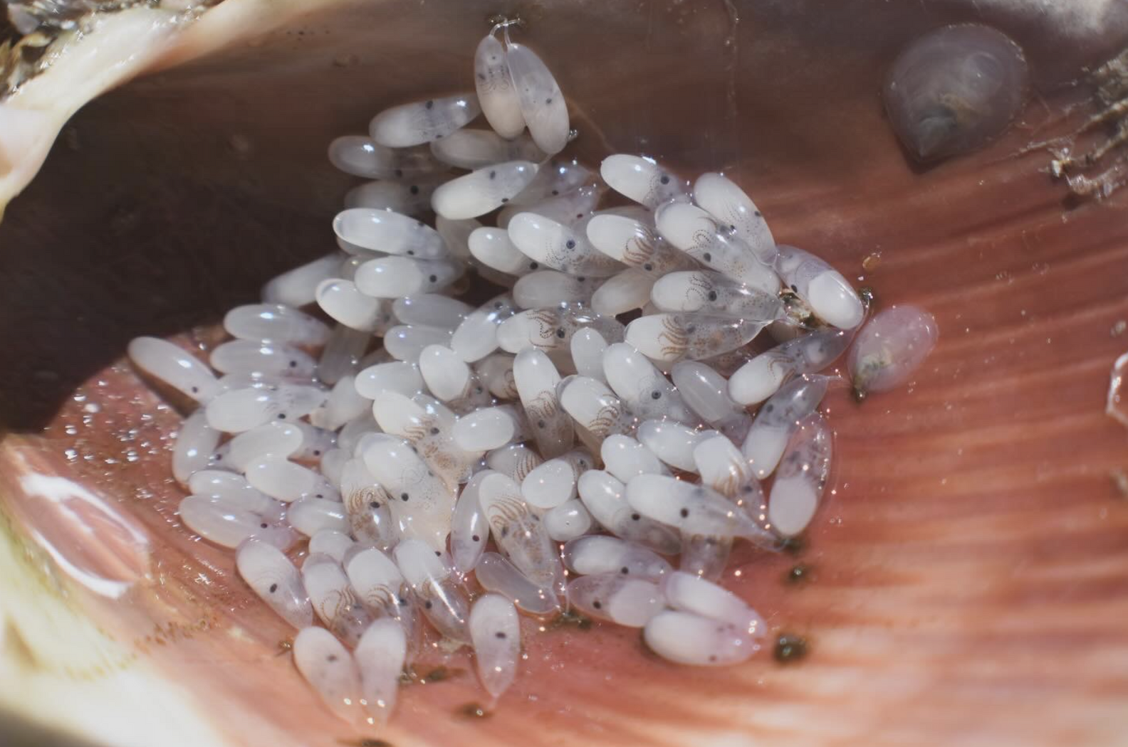 Woman Finds Shell Full Of ‘Bubbles’ — Then Realizes They're About To ...