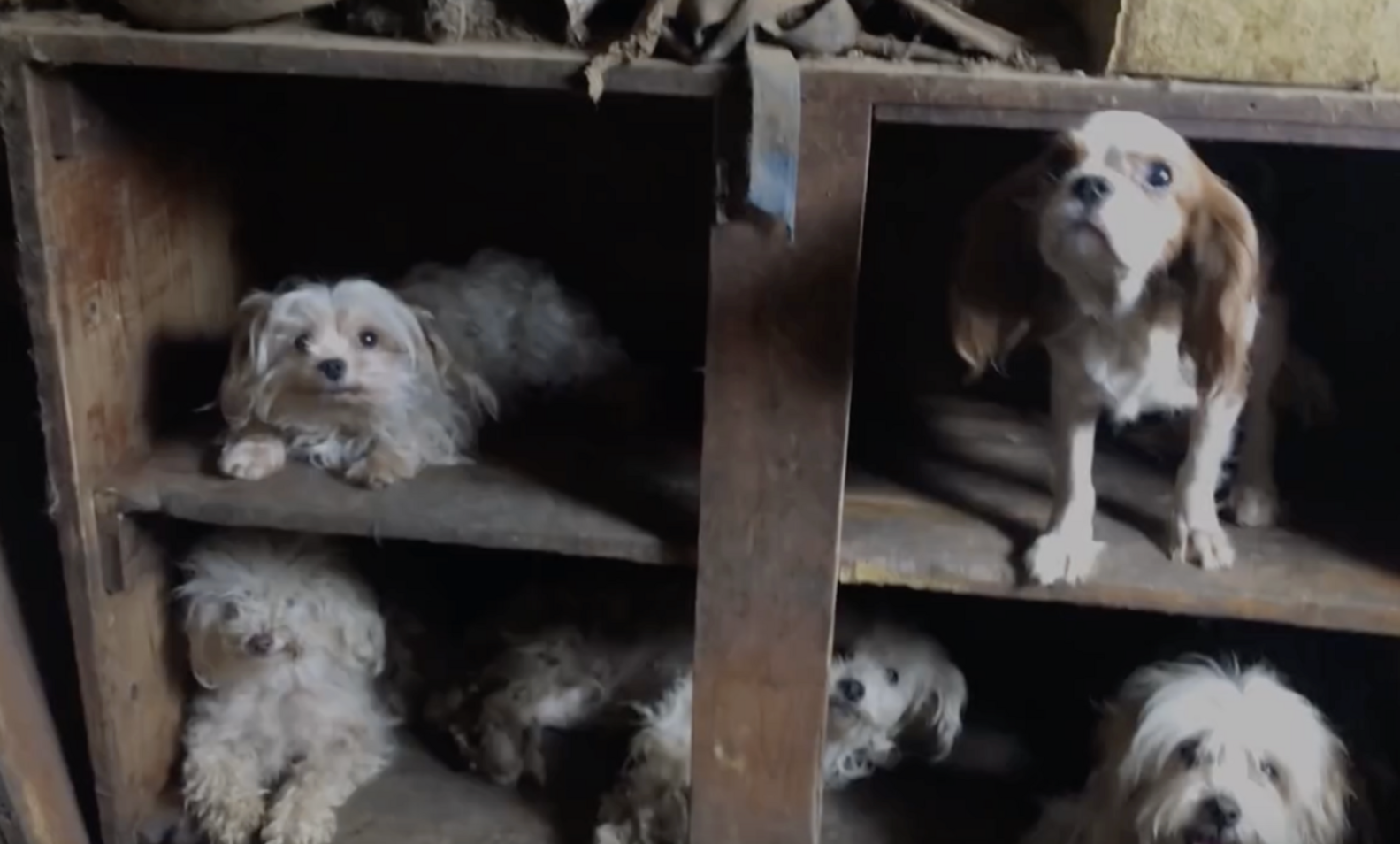 Rescuers Enter Dilapidated House And Find Over 100 Animals Living ...