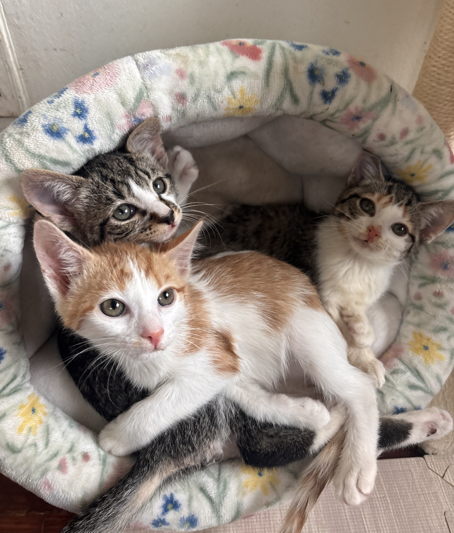 Kittens With Mystery Illness Were About To Be Put Down — Then Hope ...