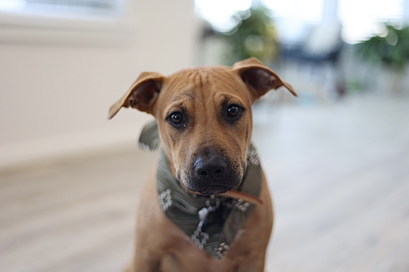 Husband Brings Home Stray Dog And Gently Helps Him Take First Steps ...