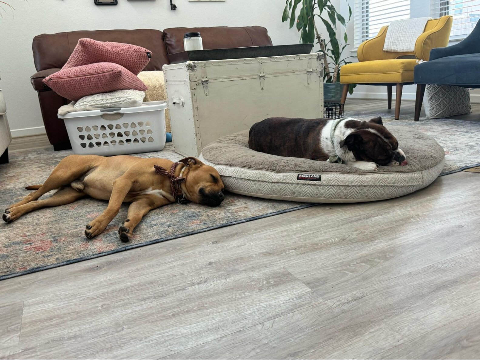 Husband Brings Home Stray Dog And Gently Helps Him Take First Steps ...