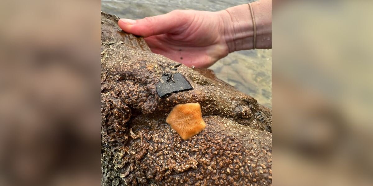 Woman Finds Orange Blob On A Rock — And Realizes It’s An Extremely Rare ...