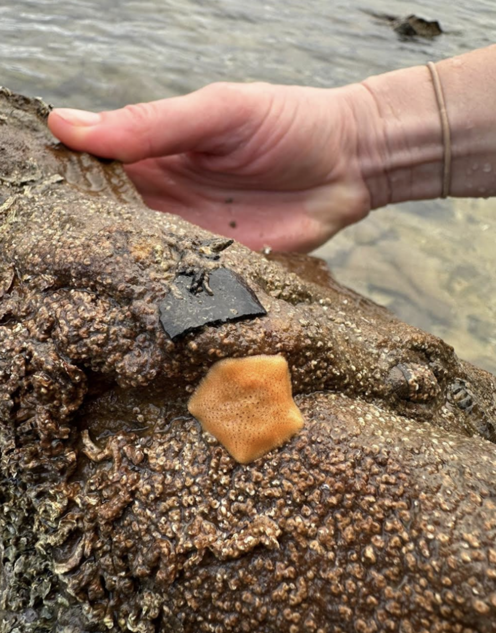 Woman Finds Orange Blob On A Rock — And Realizes It’s An Extremely Rare ...