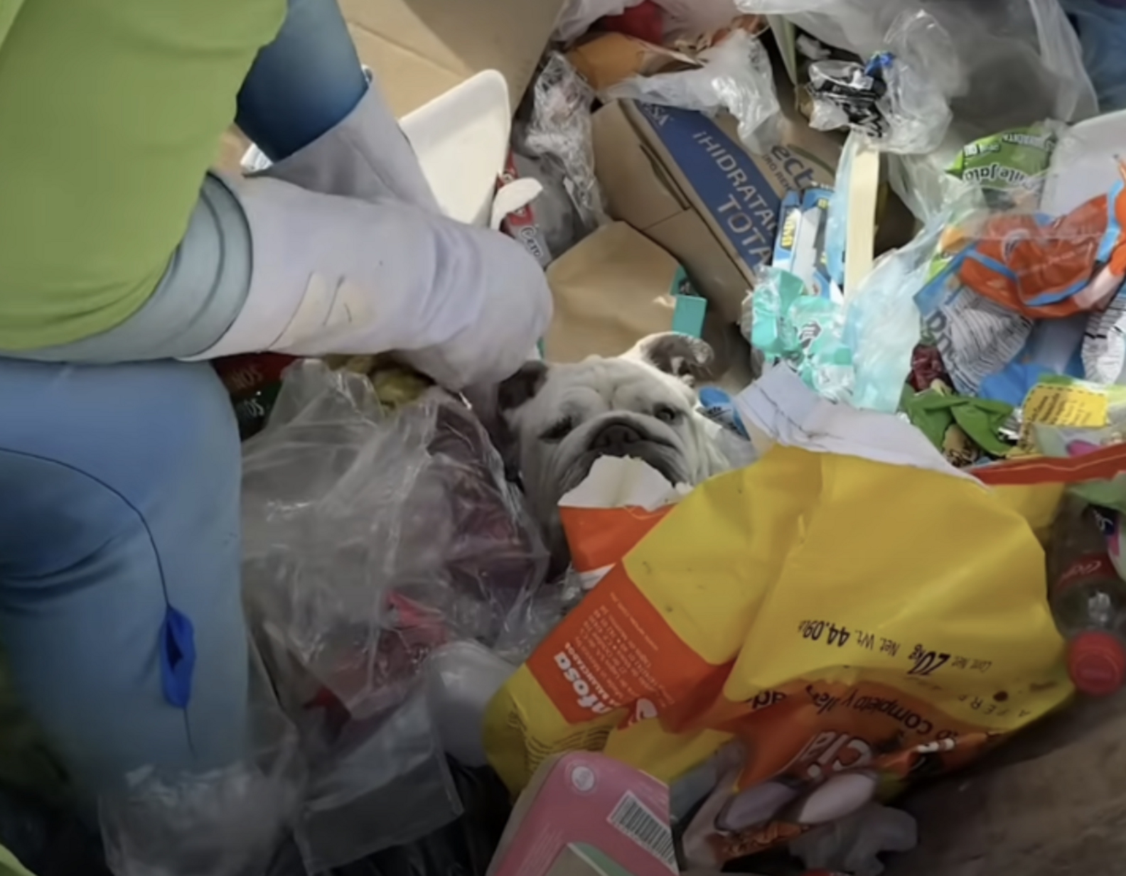 Rescuer Stops Short When He Sees A Furry Face Poking Out Of The Trash ...