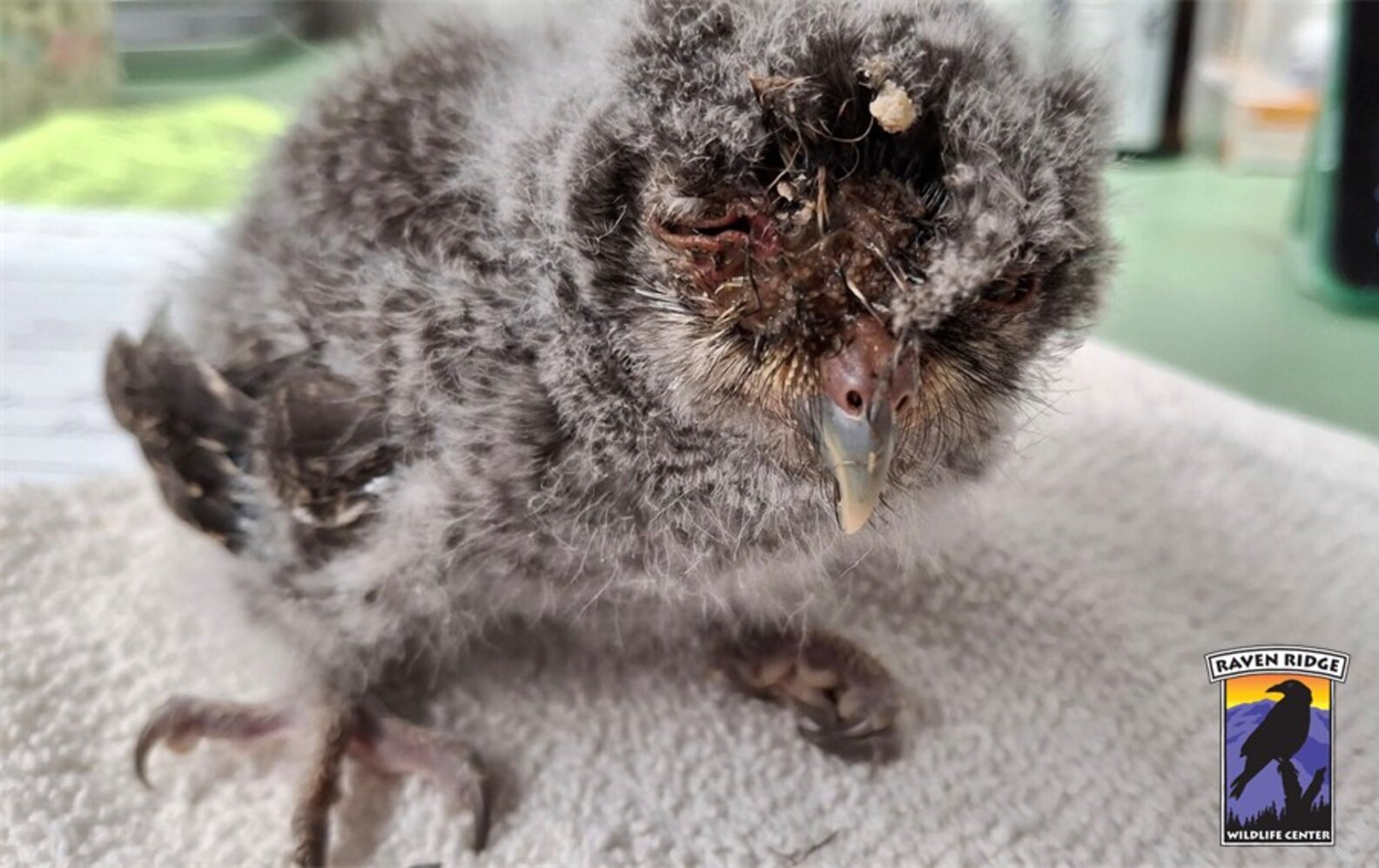 Tiny Owl Opens His Eyes For The First Time Thanks To A 'Miracle' - The Dodo
