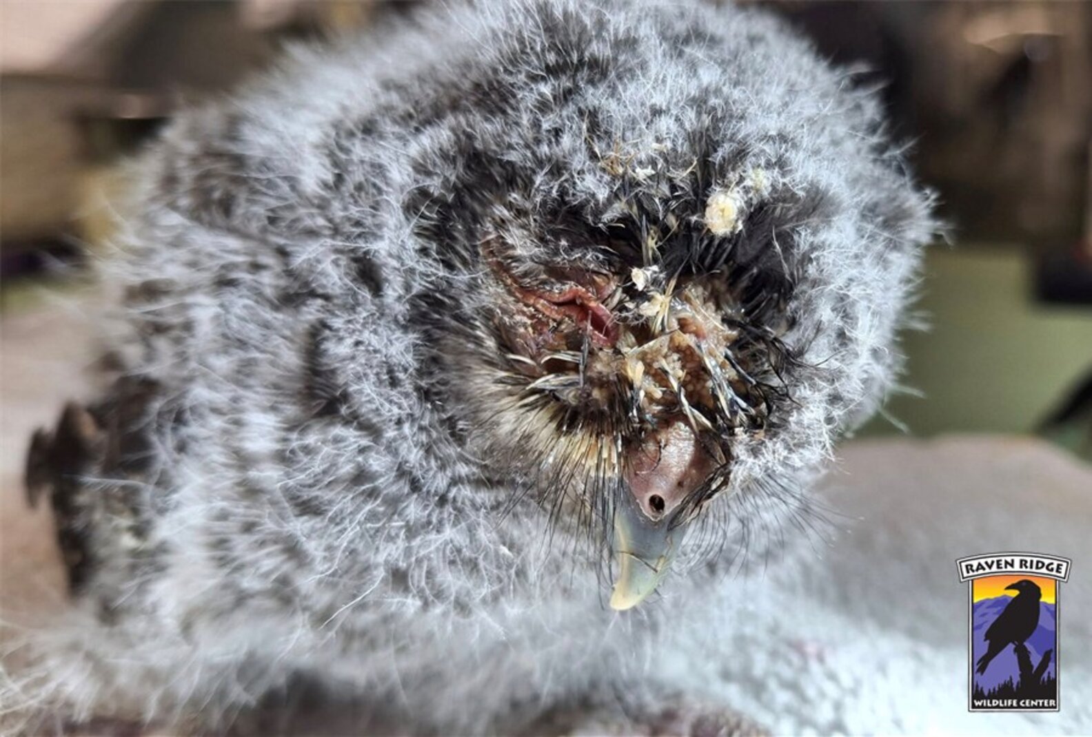 Tiny Owl Opens His Eyes For The First Time Thanks To A 'Miracle' - The Dodo