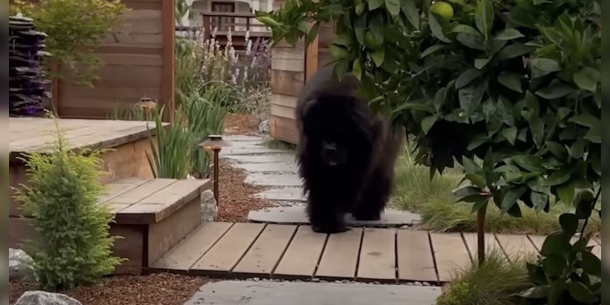 Neighbors Saw A 'Bear' In Her Yard — Then They Realized The Adorable Truth - The Dodo