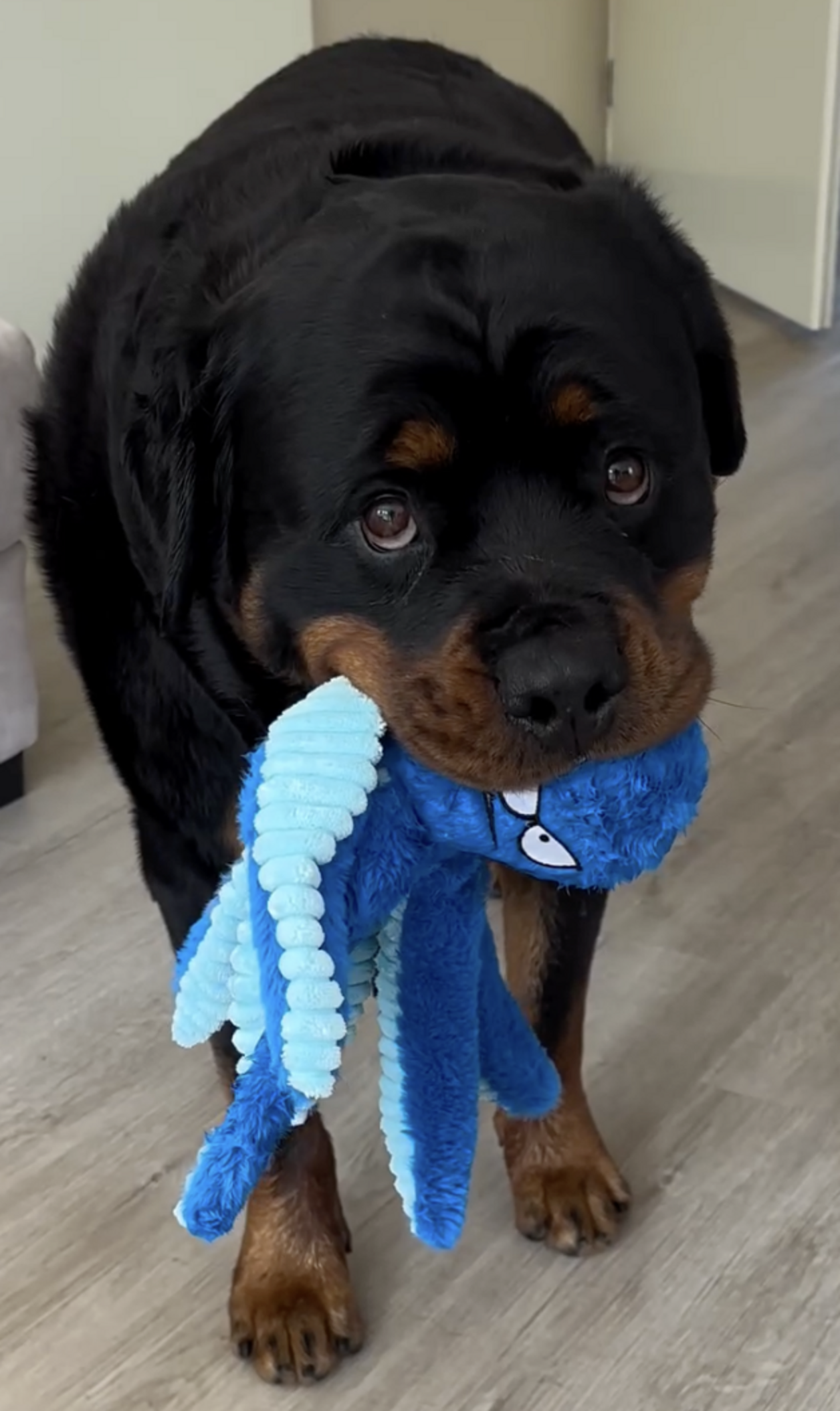 Watch The Moment Anxious Rottweiler Calms Down After Receiving A ...