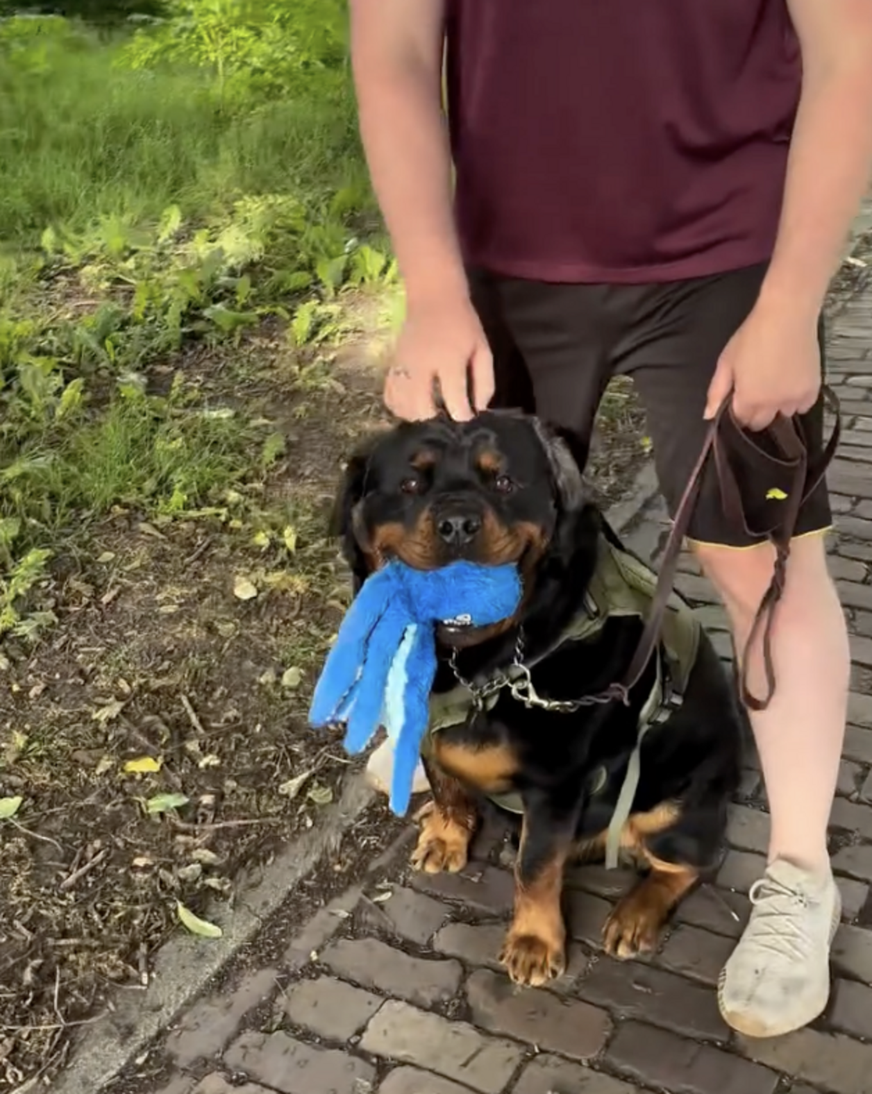 Watch The Moment Anxious Rottweiler Calms Down After Receiving A ...