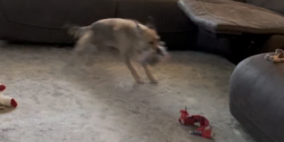 WATCH: Injured Dog Laying In A Busy Street Learns To Trust — Now He’s ...