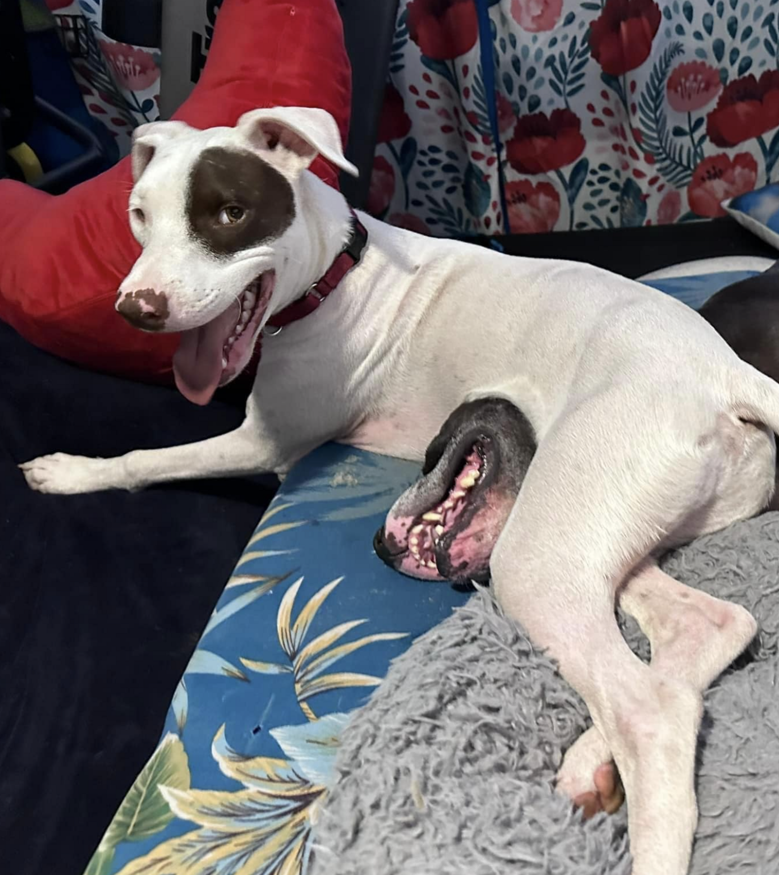 Photo Of Dog With A 'Stomach Mouth' Actually Has The Sweetest Backstory ...