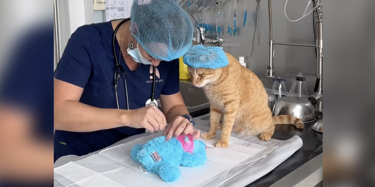 Vet Tech Steps In To Perform 'Emergency Surgery' On Cat's Favorite Toy ...