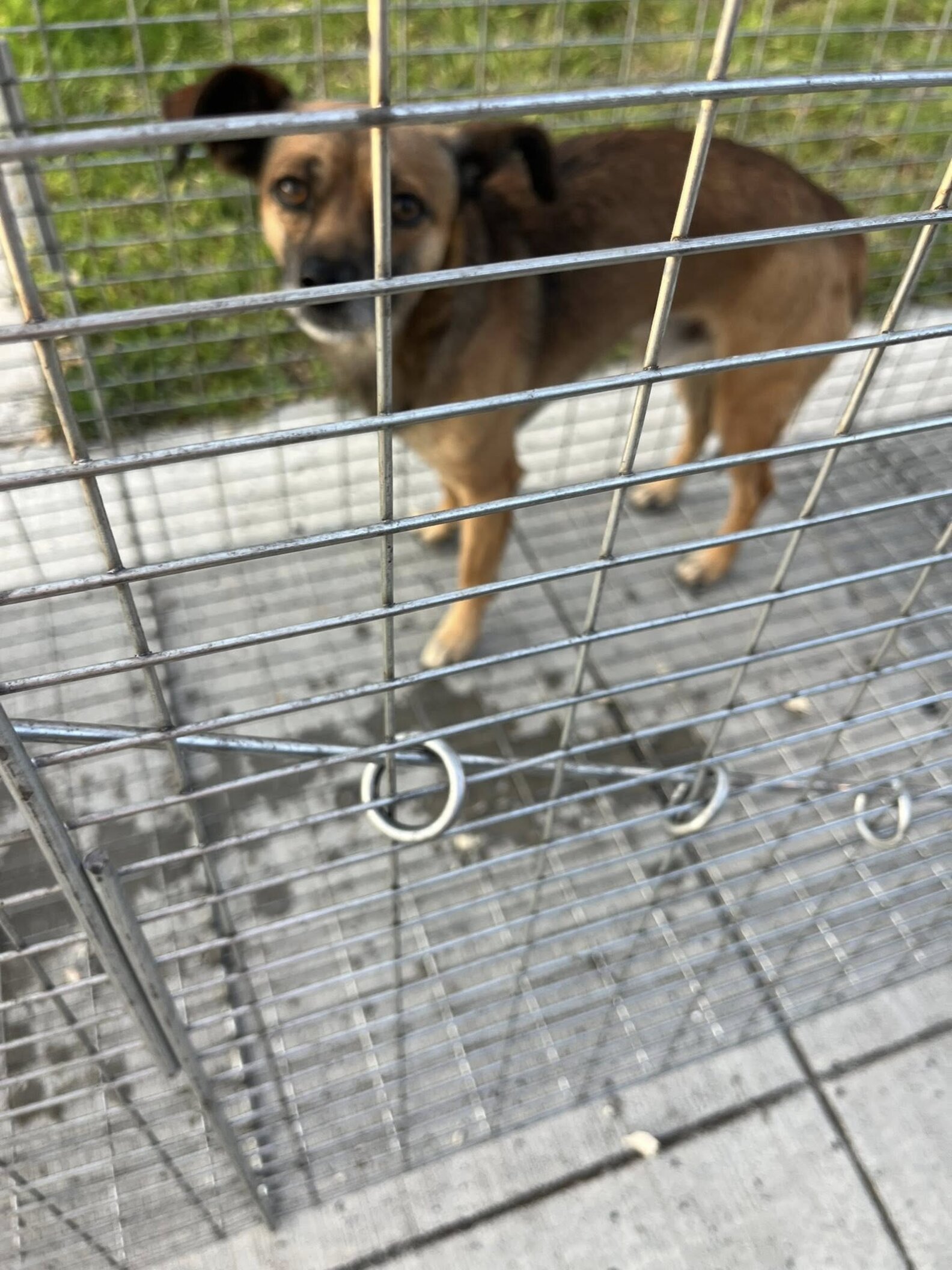 Dog Waits For Days In Wheelbarrow, Hoping Family Will Come Back For Him ...