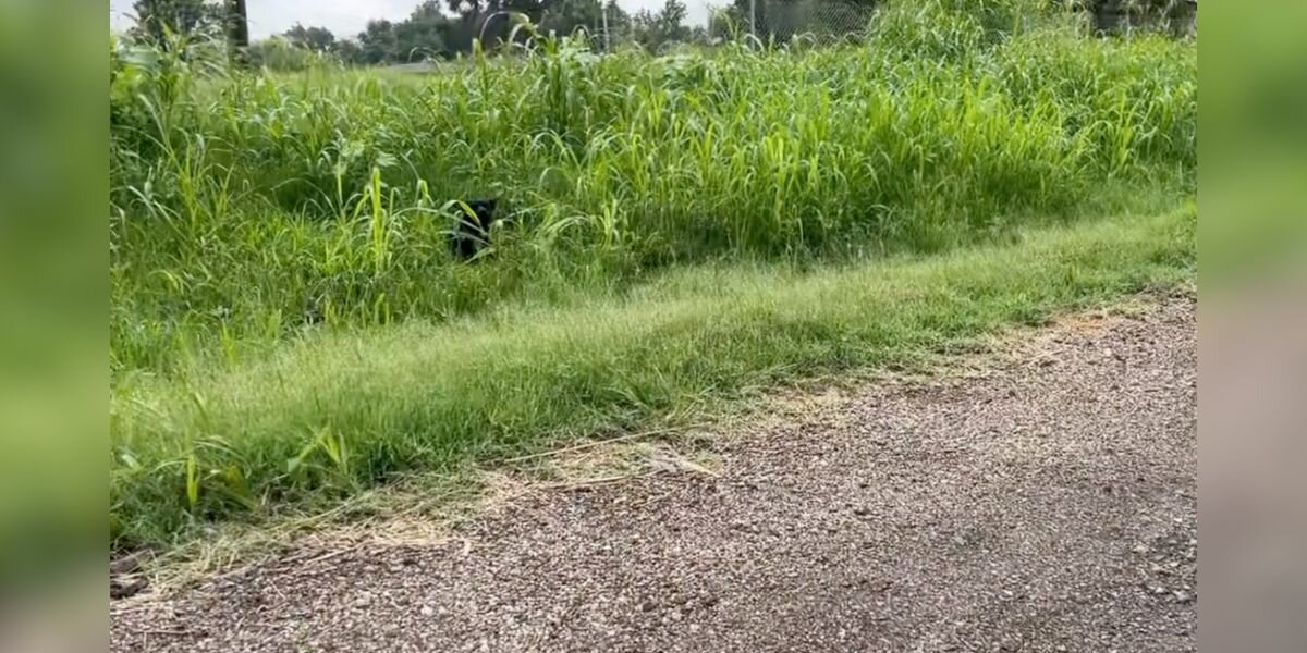 Rescuers Slam On The Brakes When They Spot Someone 'Shaking' Next To ...