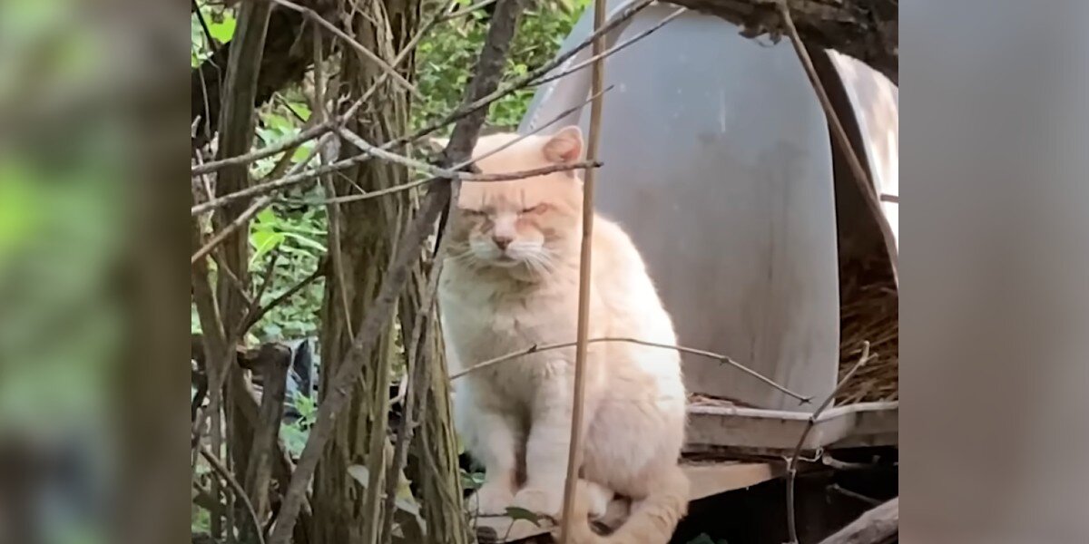 His Family Moved Away 6 Years Ago — And Left Him Behind - The Dodo