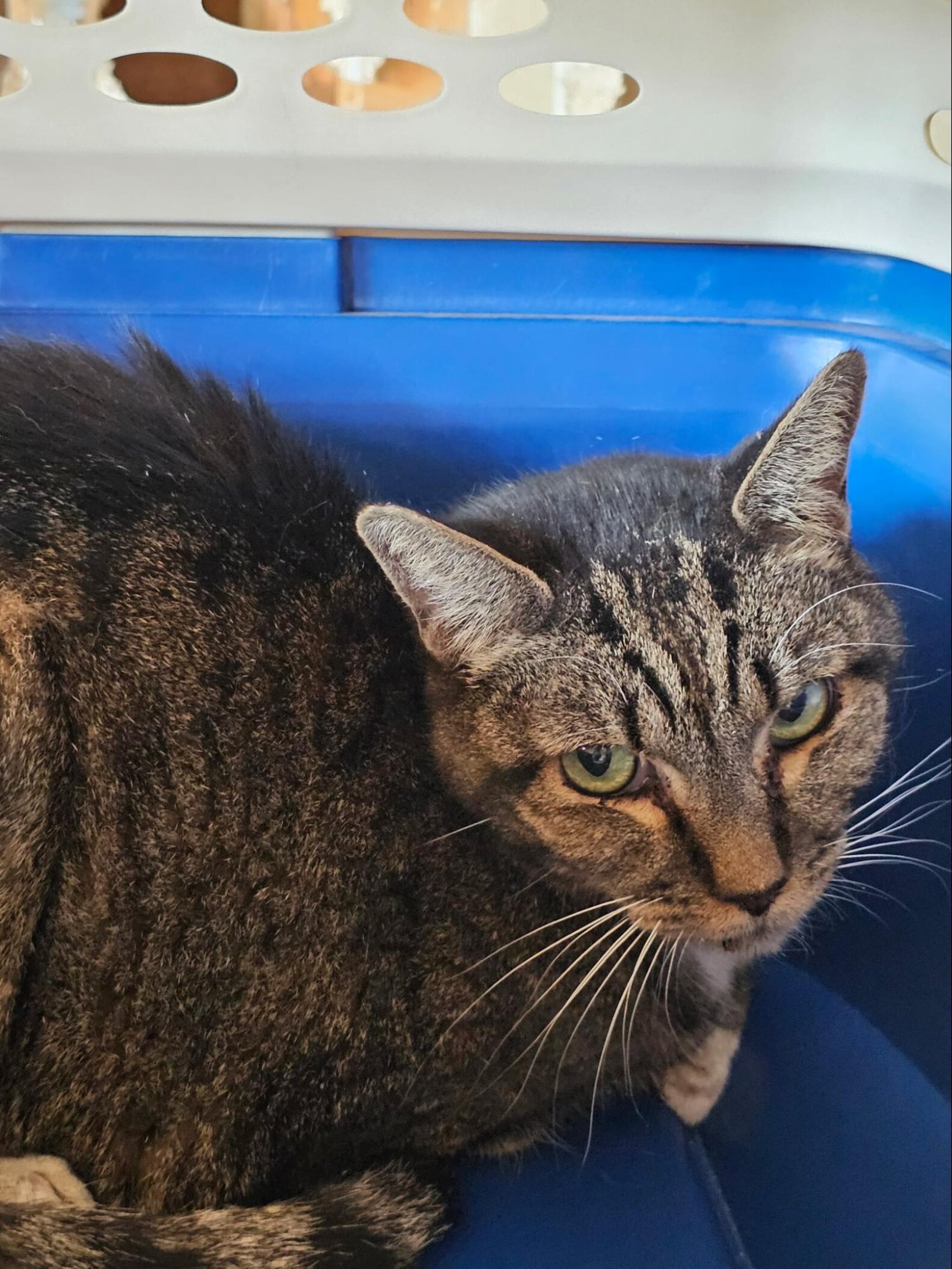 Cleanup Crew Opens Oven Wrecked In Flood And Miracle Cat Jumps Out ...
