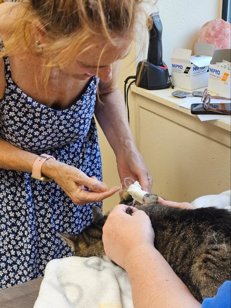 Cleanup Crew Opens Oven Wrecked In Flood And Miracle Cat Jumps Out ...