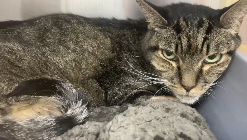 Cleanup Crew Opens Oven Wrecked In Flood And Miracle Cat Jumps Out ...