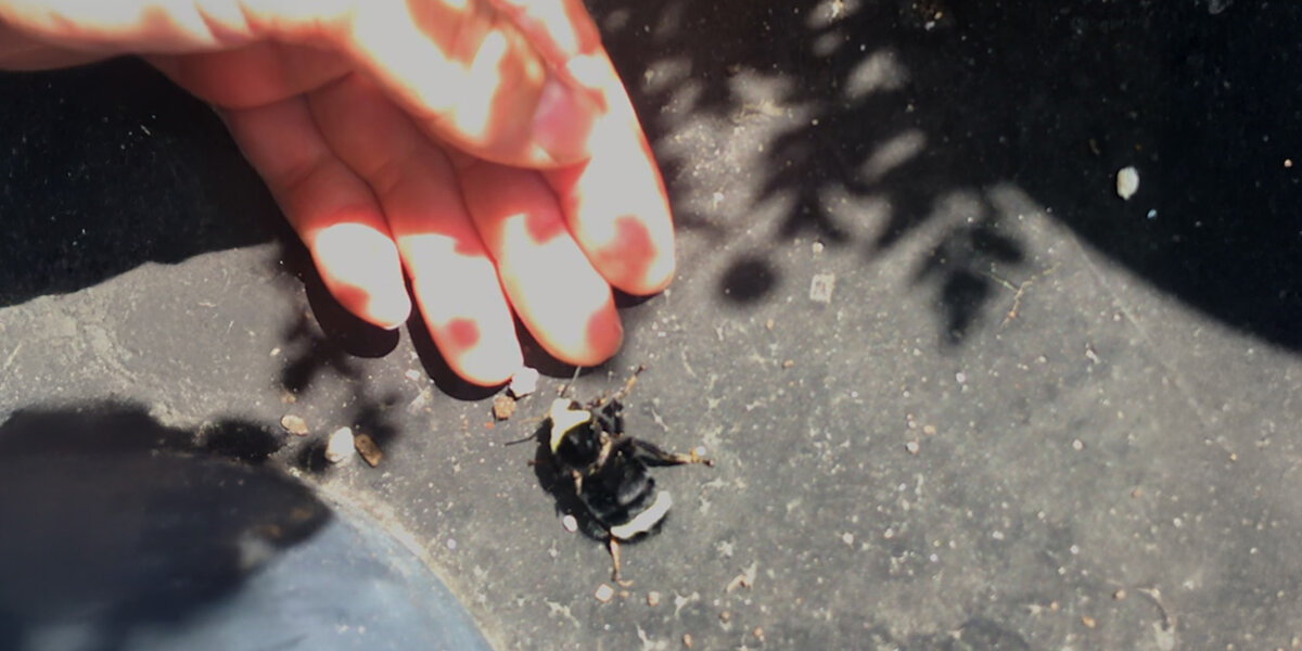Wingless Bumblebee Asks Woman For Help, And...💛 - Videos - The Dodo