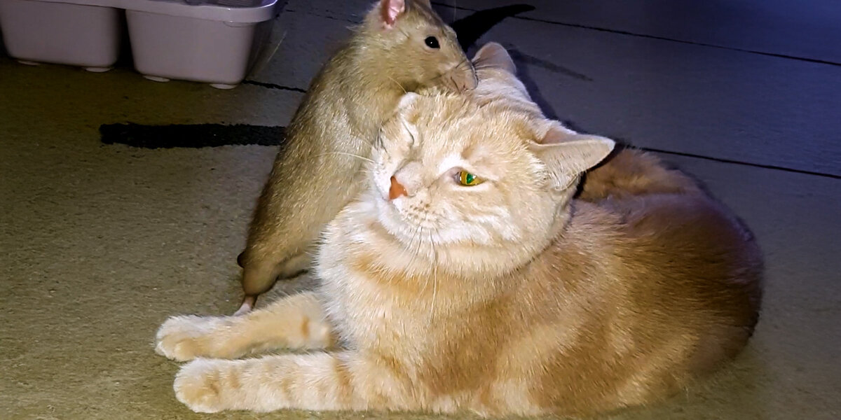 Rat And Cat Grow Up Together And Fall In Love - Videos - The Dodo